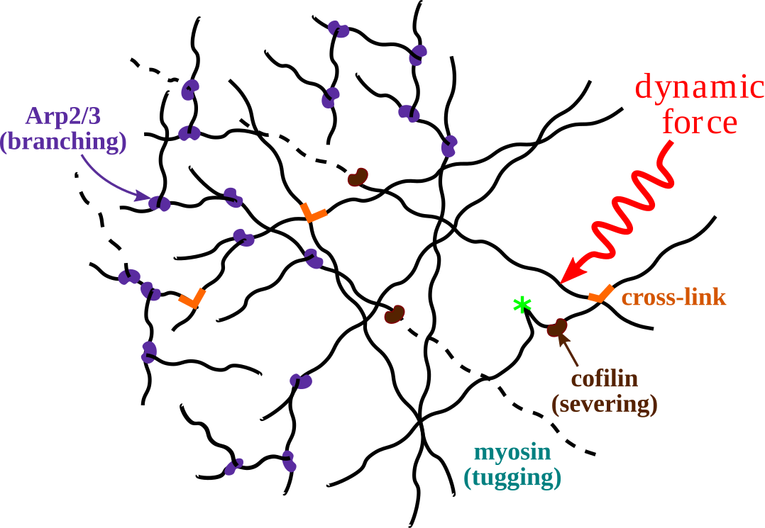 Koslover Group - UCSD